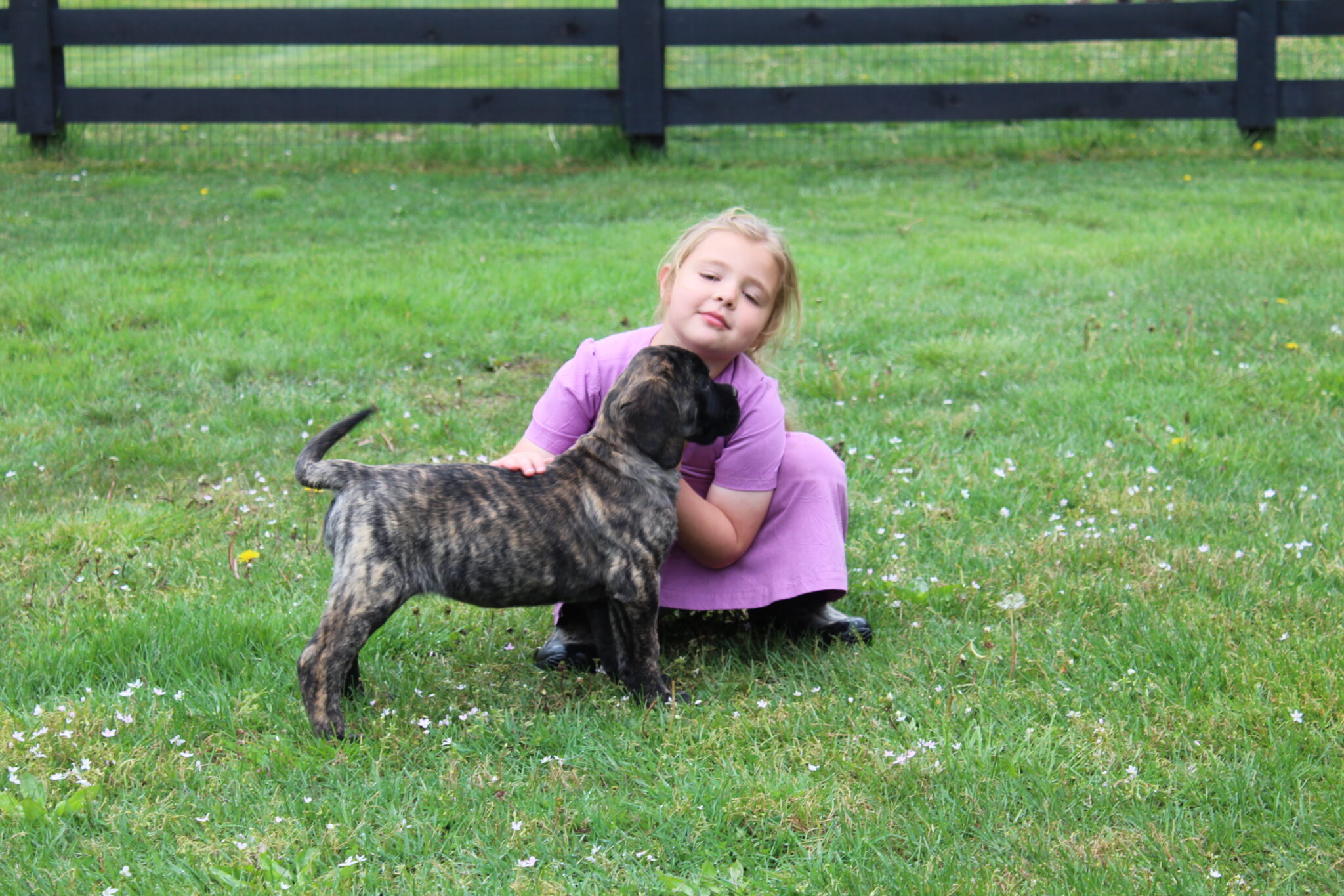 Brindle Female $1500 - Whispering Wind Bordeaux and Mastiffs