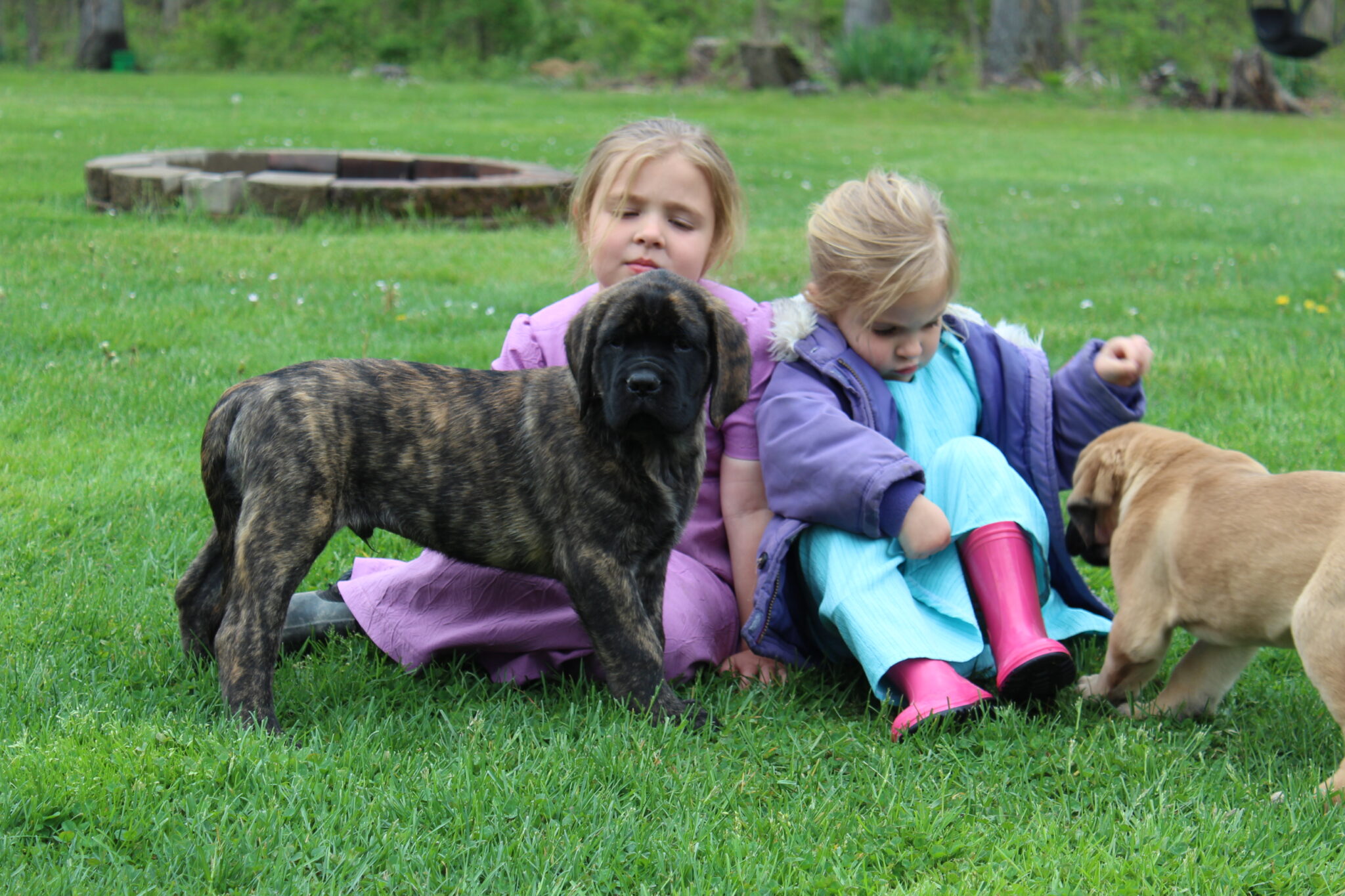 Apricot Brindle Male - Whispering Wind Bordeaux and Mastiffs
