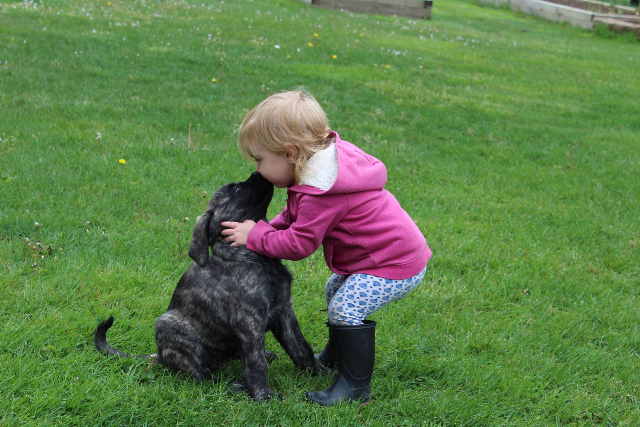Brindle Female $1500 - Whispering Wind Bordeaux and Mastiffs