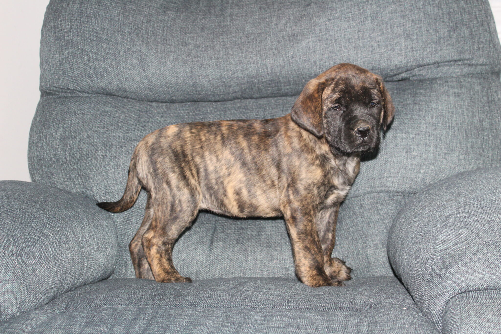 Miss Brindle - Whispering Wind Bordeaux and Mastiffs