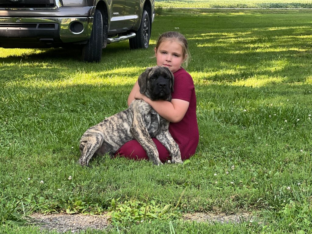 Sammy - Whispering Wind Bordeaux and Mastiffs